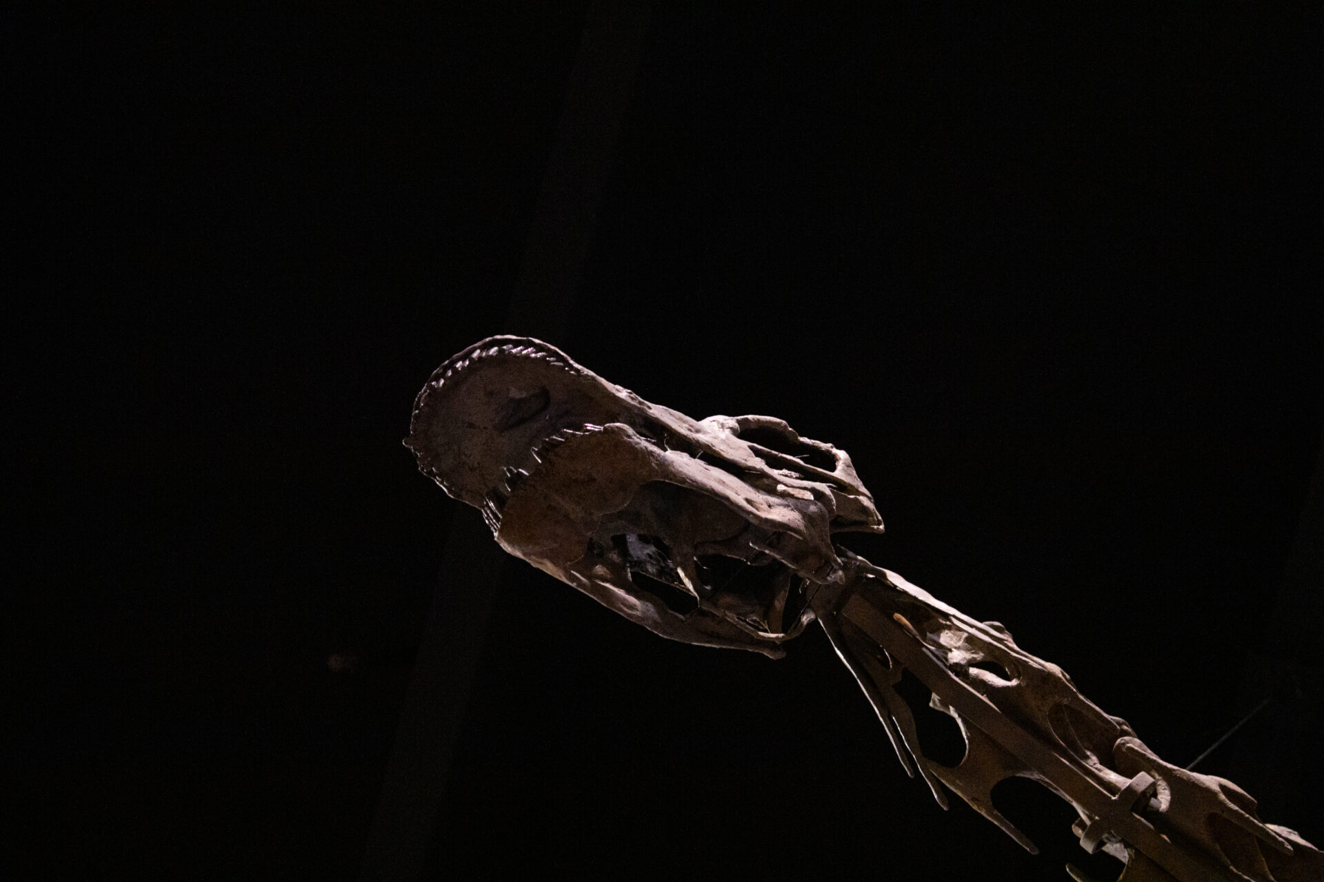 [Listen + Read] Denver Museum of Nature and Science Opens New ‘Teen-Rex ...